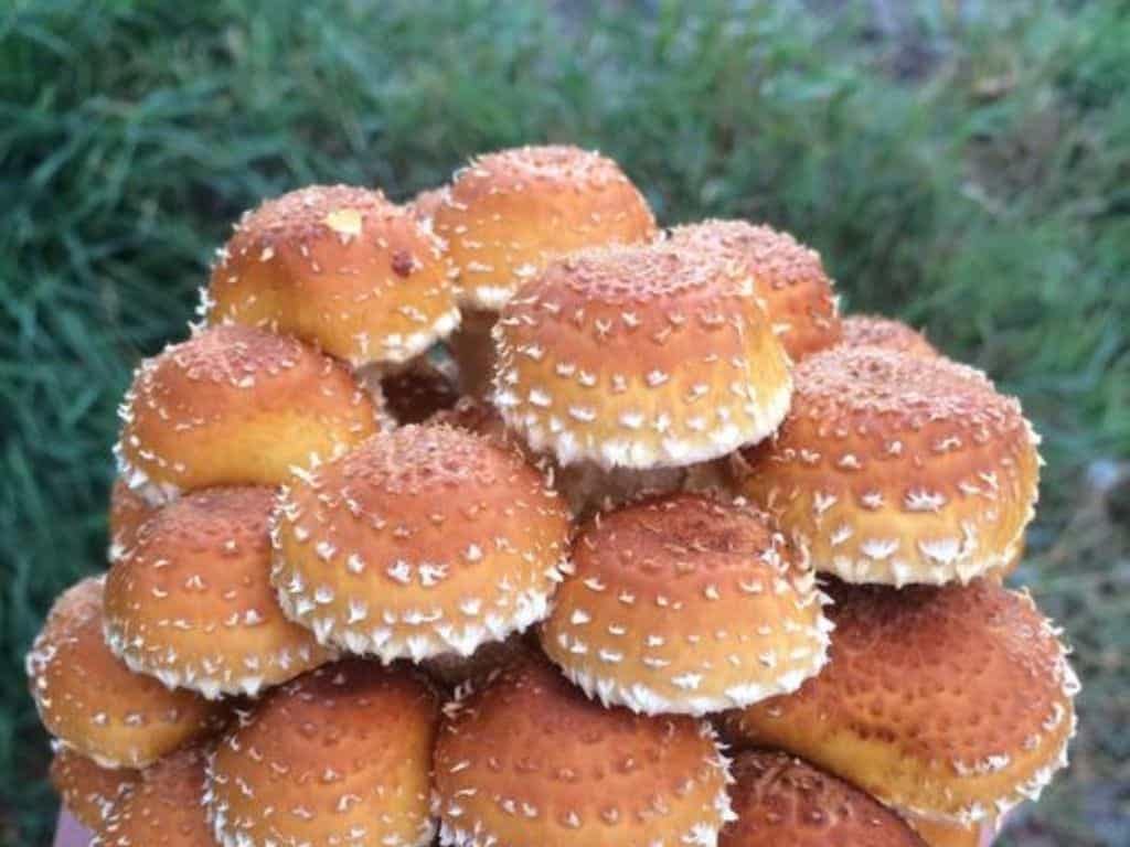 Chestnut Mushrooms Facts - Mushroom Health Guide