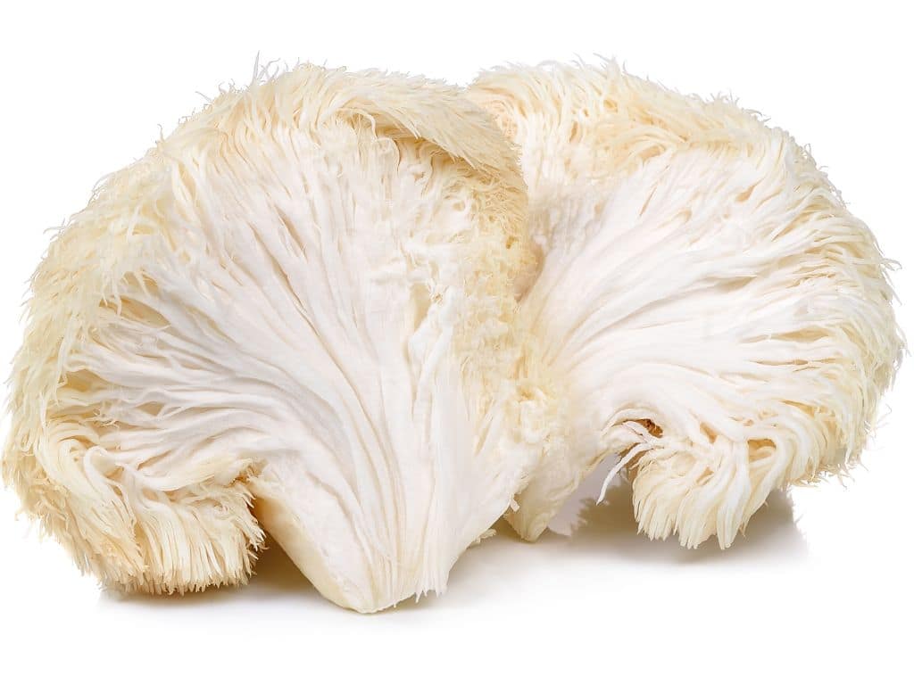 Monkey Head Mushroom Benefits- Mushroom Health Guide
