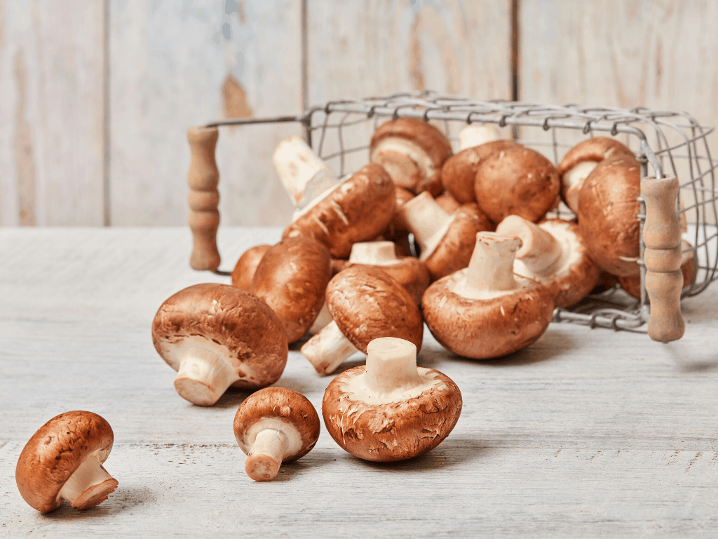 Common Edible Mushrooms and Cooking Tips- Mushroom Health Guide
