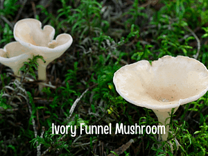 Guide about Oyster Mushroom Look-alikes - Mushroom Health Guide
