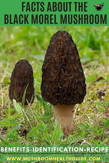 4 Top Facts of the Black Morel Mushroom