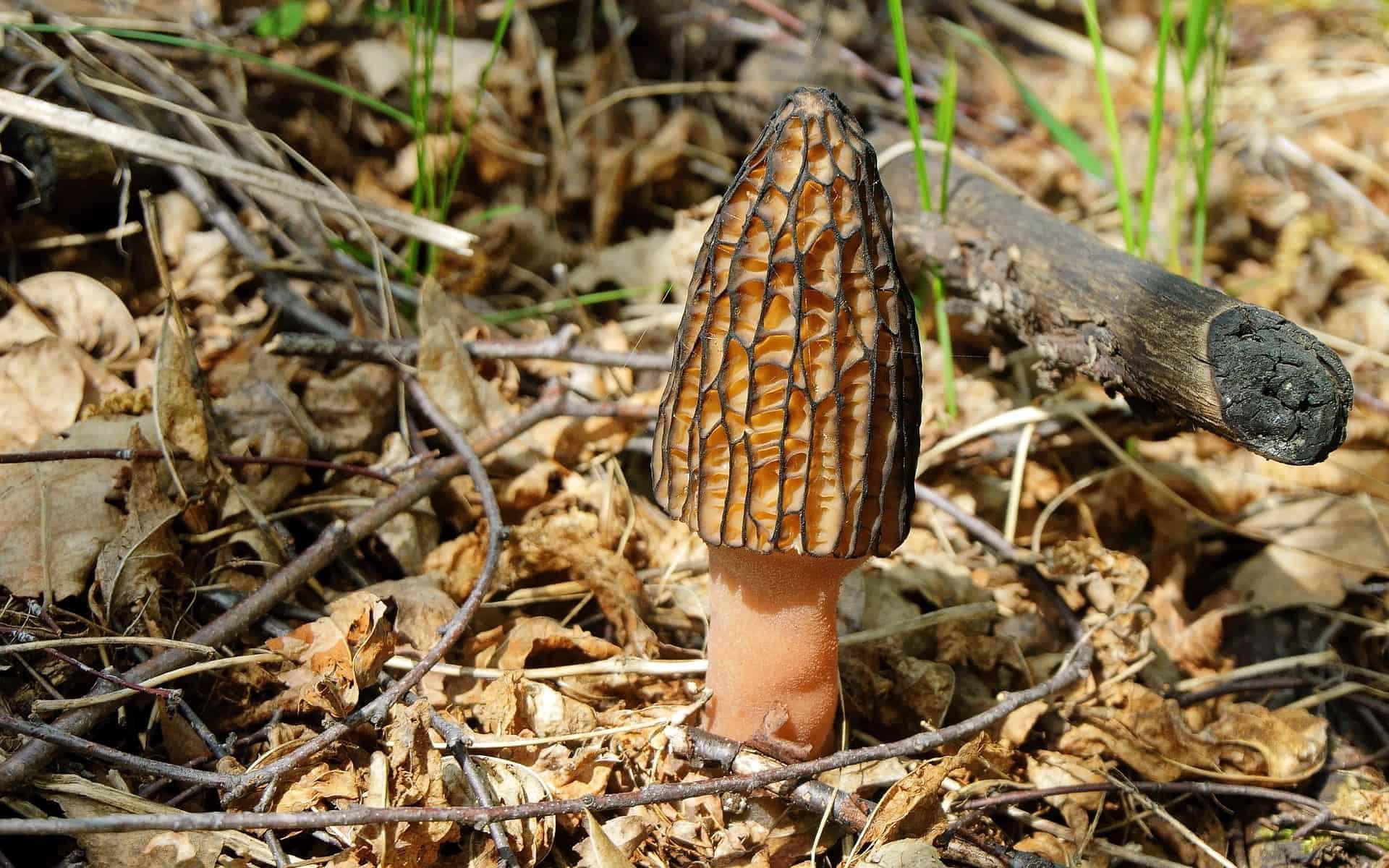 5 Easy Cooking Steps for Morel Mushrooms - Mushroom Health Guide